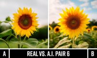 Real vs. AI Images: Testing Human Perceptions of Reality | Streamline